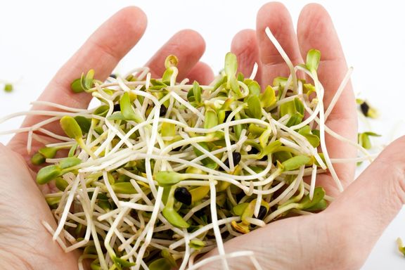 Are Sprouts Really Dangerous? - ActiveBeat