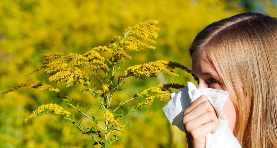 10 Worst Plants for Allergy Sufferers - ActiveBeat