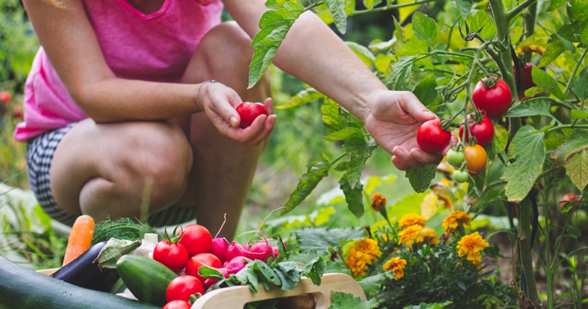 Healthy Reasons Why You Should Grow Vegetables - ActiveBeat