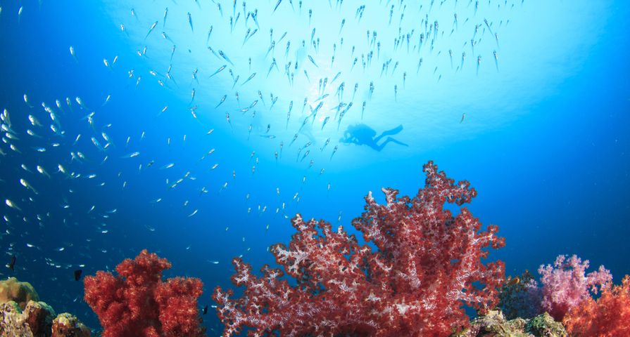 Immerse Yourself In These Facts About Healthy Oceans - ActiveBeat
