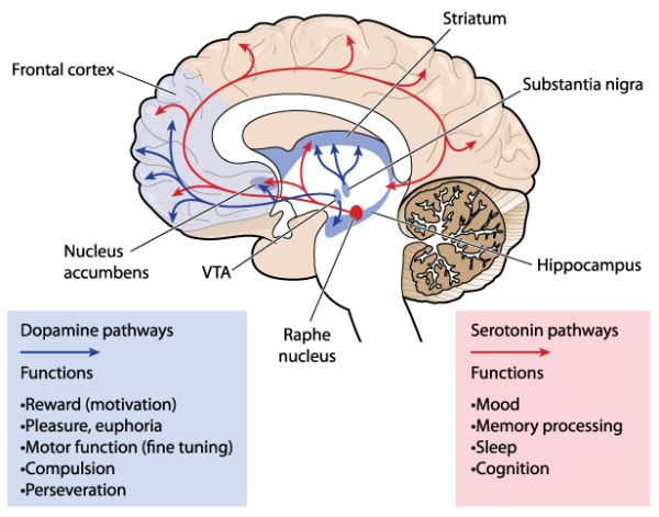 Borderline Personality Disorder: Common Symptoms and Risk Factors ...