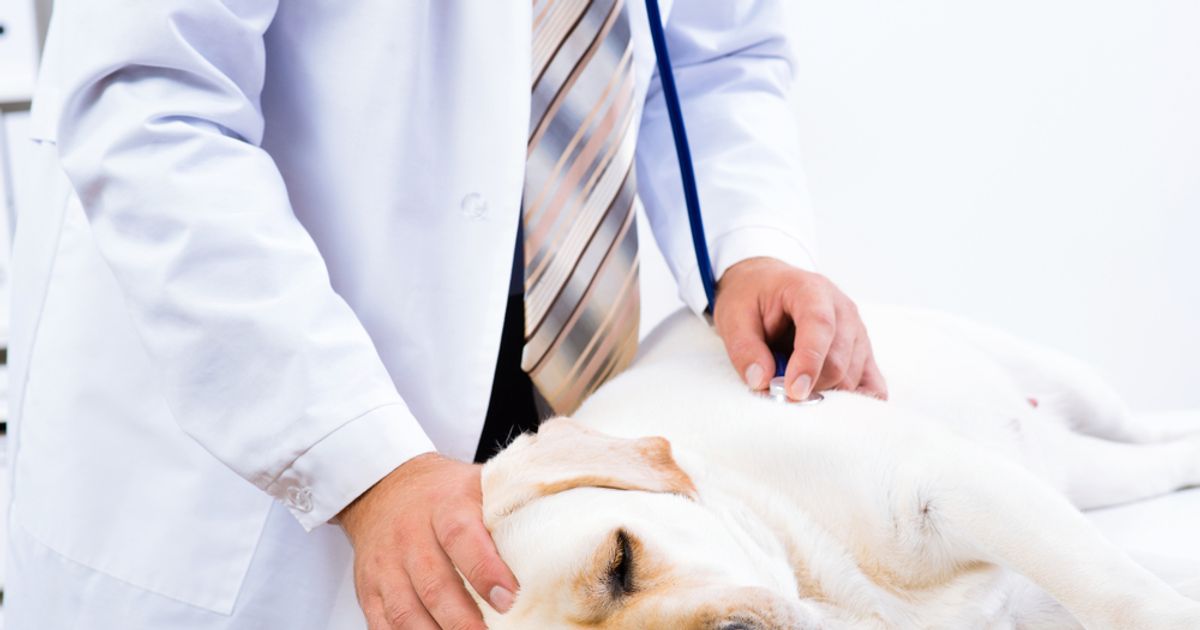 Anemia in Dogs: Symptoms and Treatments - ActiveBeat
