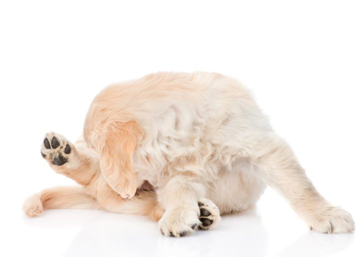 Tapeworms in Dogs: Symptoms and Treatments - ActiveBeat