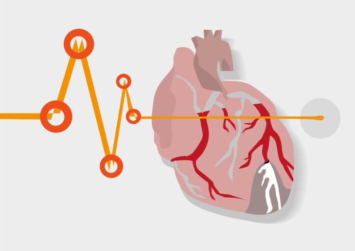 Fascinating Facts About The Heart - ActiveBeat