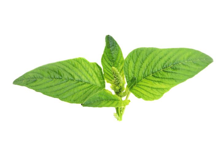 Most Common Fall Allergies and How to Soothe Them Quickly - ActiveBeat