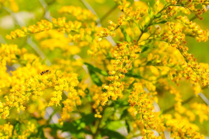 Most Common Fall Allergies and How to Soothe Them Quickly - ActiveBeat