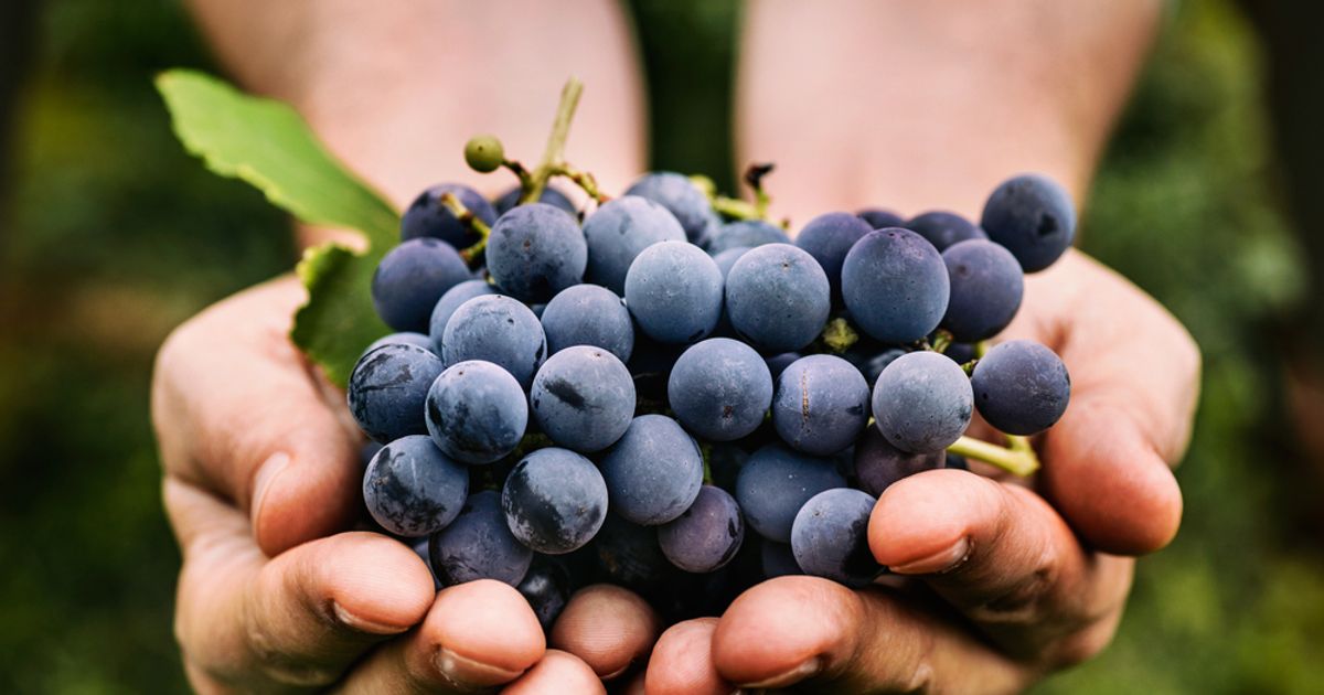 The Incredible Health Benefits of Grapes - ActiveBeat