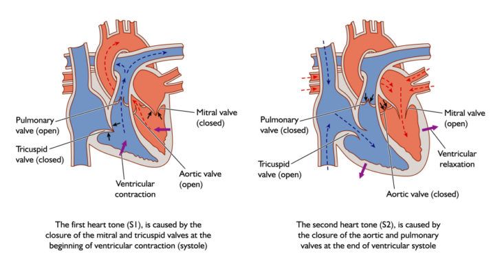 Heart Valve Disease: Symptoms, Causes, and Treatment - ActiveBeat