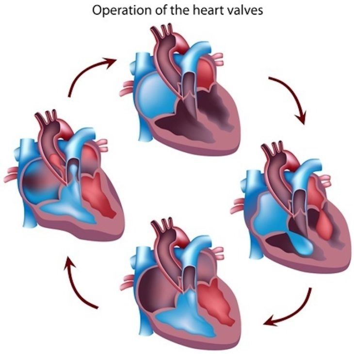 Heart Valve Disease: Symptoms, Causes, and Treatment - ActiveBeat