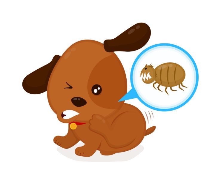 Signs That Your Dog May Have Fleas - ActiveBeat
