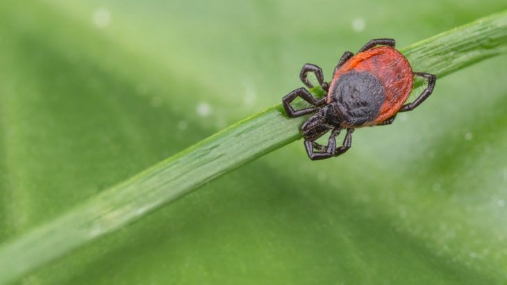 Steps To Take If You Find a Tick On Your Body - ActiveBeat