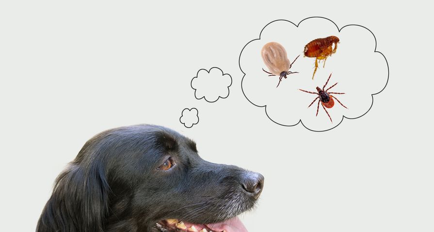 Fleas vs. Ticks: Similarities and Differences - ActiveBeat