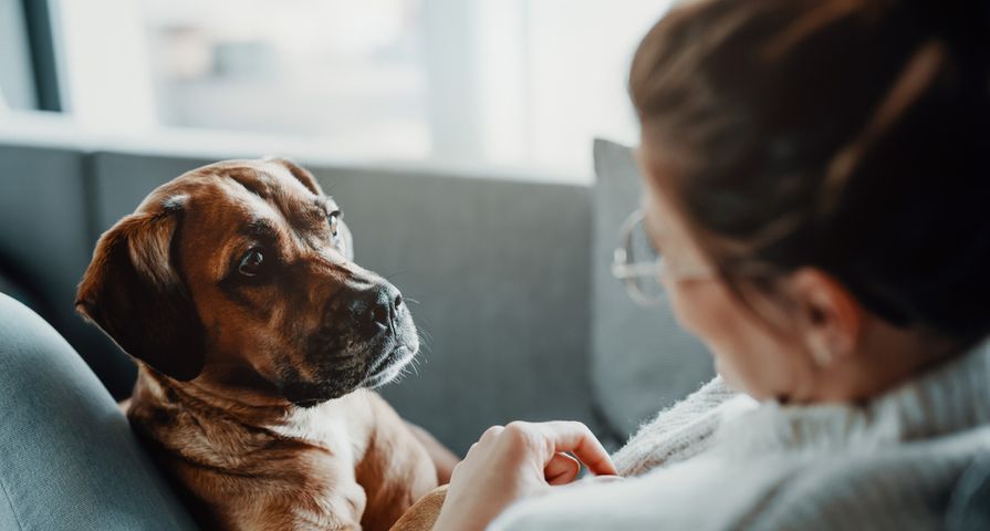 Cherry Eye in Dogs: Signs, Causes, and Treatments - ActiveBeat