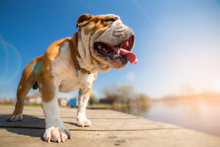 Sunburns in Dogs: Symptoms, Treatments, and Prevention - ActiveBeat